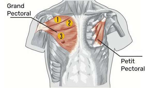 Quels sont les meilleurs exercices pour le haut des pecs